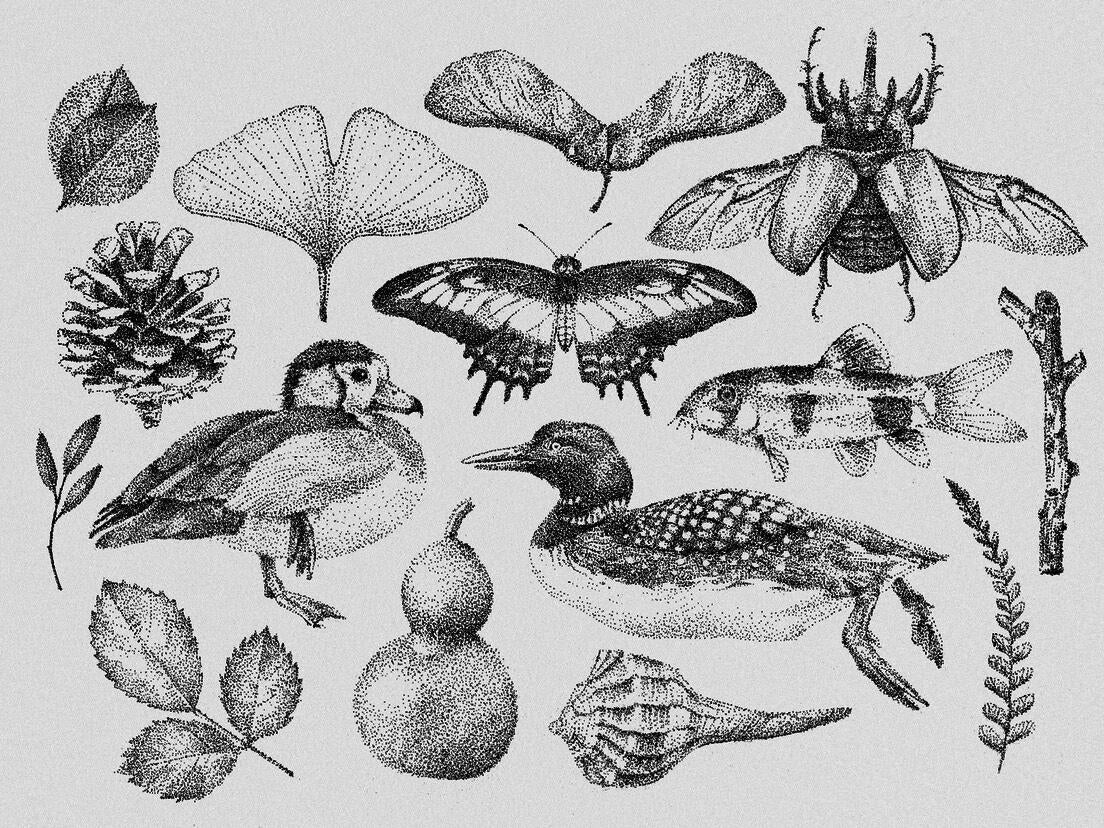 Becki Shu - Illustration - RISD Senior Show 2020 | RISD / Museum Publications